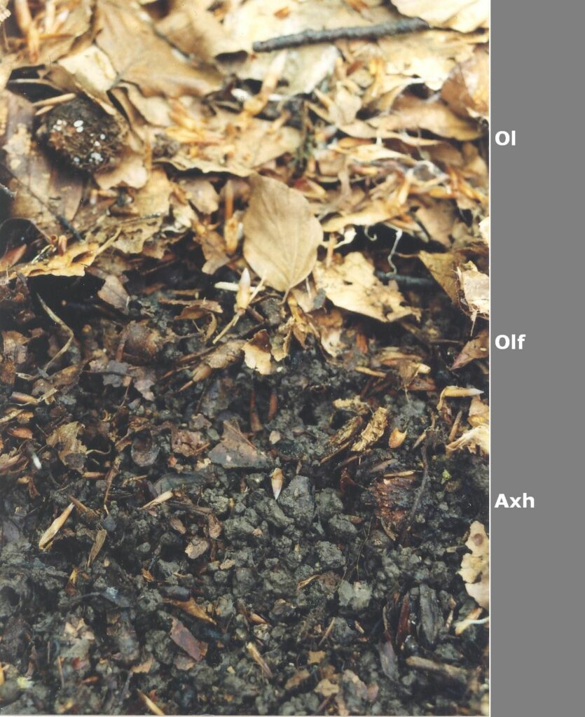 A-Horizonte - HumusformenHumusformen