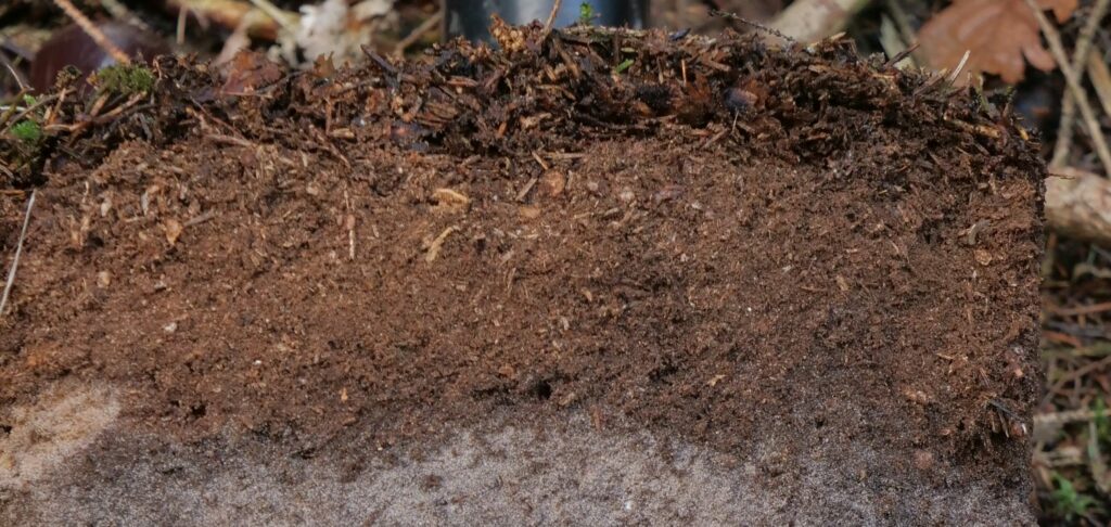 Oh-Horizonte - HumusformenHumusformen