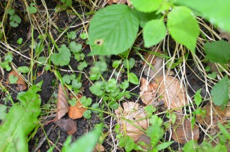 Typischer L-Mull - HumusformenHumusformen